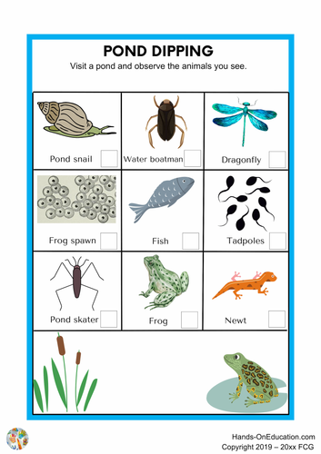 Amphibians Activities | Senior Infants Bundle | Hands-On Education ...