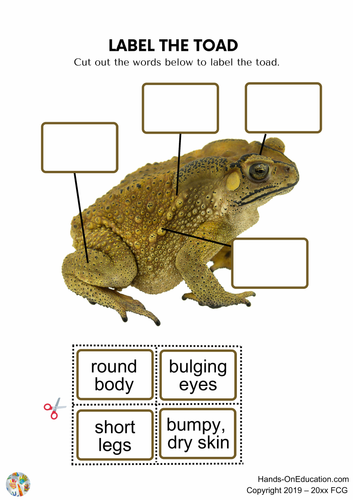 Amphibians Activities | Senior Infants Bundle | Hands-On Education ...