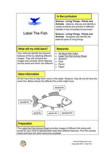 Fish Activities | Senior Infants Bundle | Hands-On Education | Teaching ...