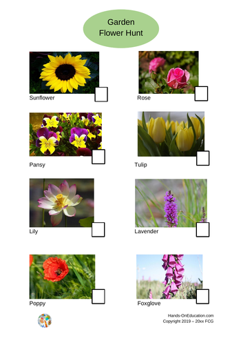 Plants Around Us Activities | Senior Infants Bundle | Hands-On ...