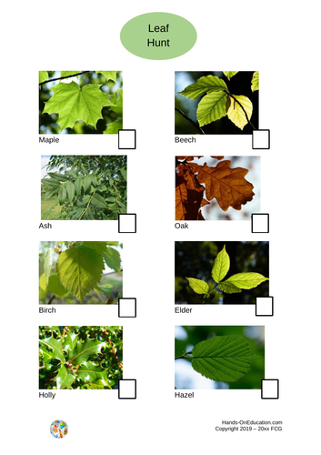 Plants Around Us Activities | Senior Infants Bundle | Hands-On ...