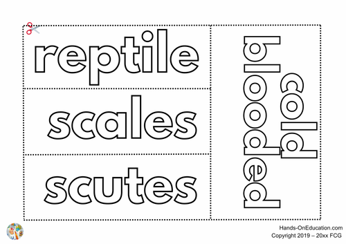 Reptiles Activities | Senior Infants Bundle | Hands-On Education ...