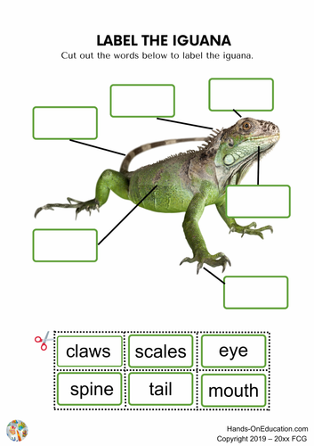 Reptiles Activities | Senior Infants Bundle | Hands-On Education ...