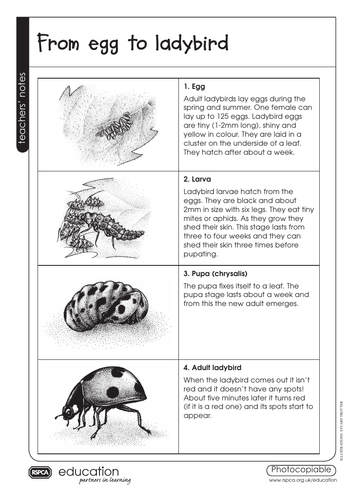 Types of Birth | Teaching Resources