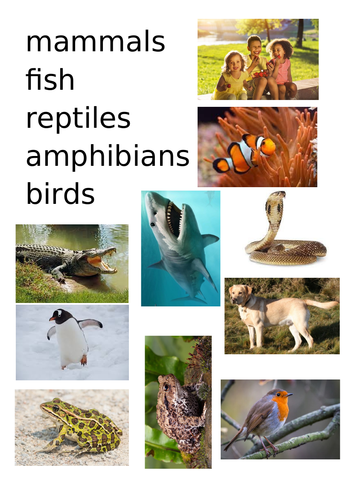 Science: Animals including humans YEAR 1/2 MIXED CLASS (see description ...