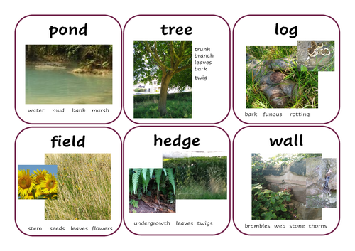 Minibeast - story writing | Teaching Resources