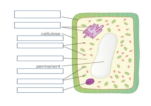 AQA Animal and plant cells and microscope Required practicals ...