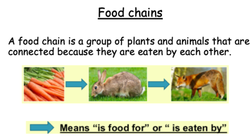 Food chains PowerPoint | Teaching Resources