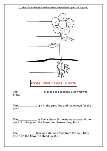 To identify and describe the role of the different parts of a plant ...