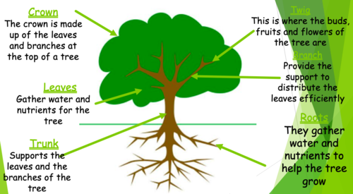 To identify and describe the role of the different parts of a plant ...