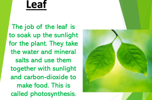 To identify and describe the role of the different parts of a plant ...