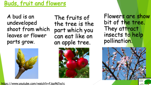 To identify and describe the role of the different parts of a plant ...