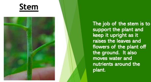 To identify and describe the role of the different parts of a plant ...