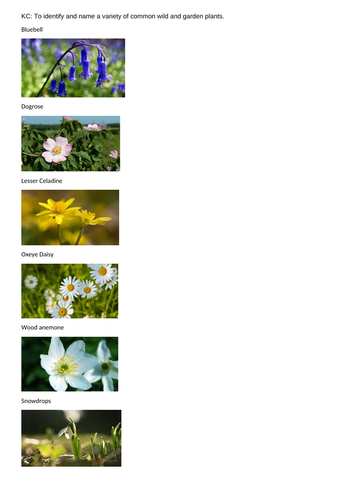 To identify and describe the role of the different parts of a plant ...
