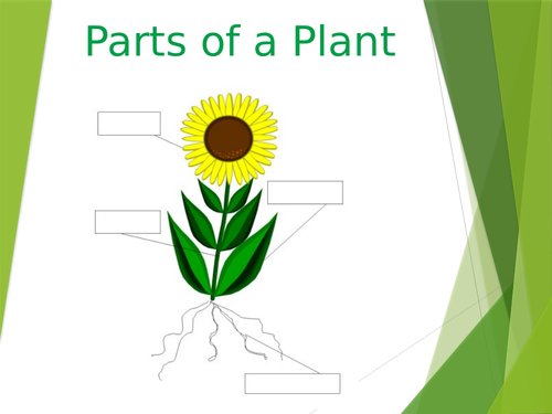 To identify and describe the role of the different parts of a plant ...