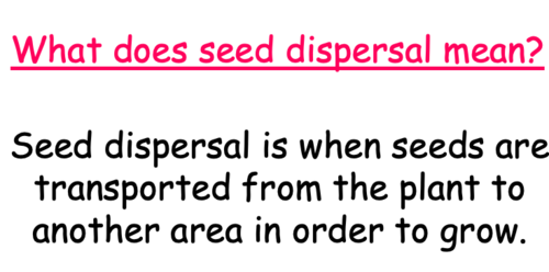 Seed dispersal PowerPoint | Teaching Resources