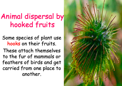 Seed dispersal PowerPoint | Teaching Resources