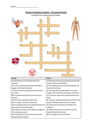 Human Circulatory System - Crossword Puzzle Worksheet Activity ...