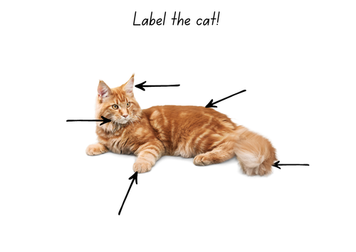 Label the Pets | Teaching Resources