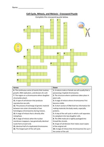 Cell Cycle, Mitosis, and Meiosis - Crossword Puzzle Worksheet Activity ...