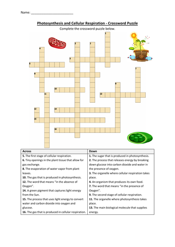 Photosynthesis ＆ Cellular Respiration - Crossword Puzzle Worksheet ...