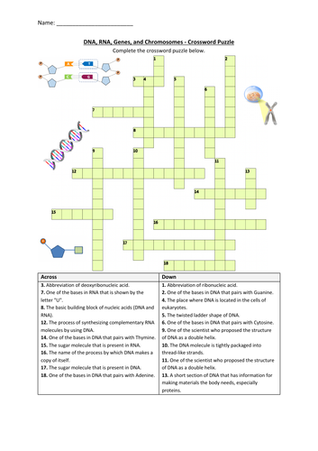 DNA, RNA, Genes, and Chromosomes - Crossword Puzzle Worksheet Activity ...