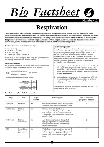 CIE 12.2 Respiration | Teaching Resources