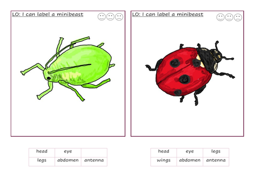 Minibeasts - Information writing | Teaching Resources