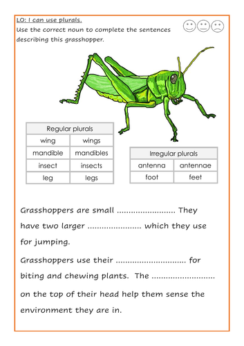 Minibeasts - Information writing | Teaching Resources