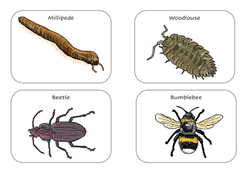 Minibeasts - Information writing | Teaching Resources