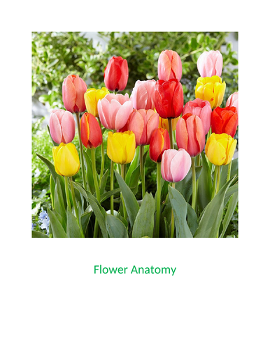 Flower Dissection Lab Middle School Science Activity Botany | Teaching ...