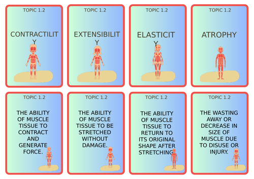 IB SEHS Musculoskeletal System Flash Cards | Teaching Resources