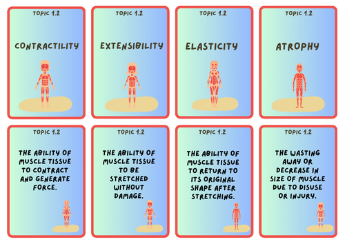 IB SEHS Musculoskeletal System Flash Cards | Teaching Resources