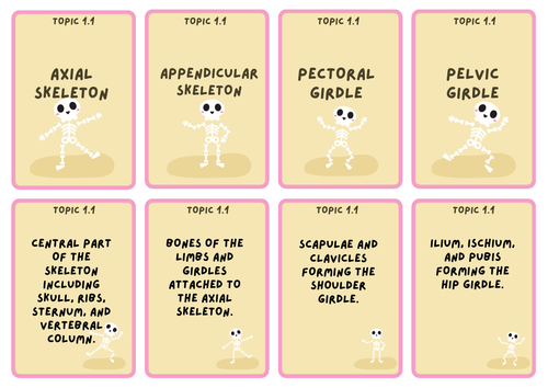 IB SEHS Musculoskeletal System Flash Cards | Teaching Resources