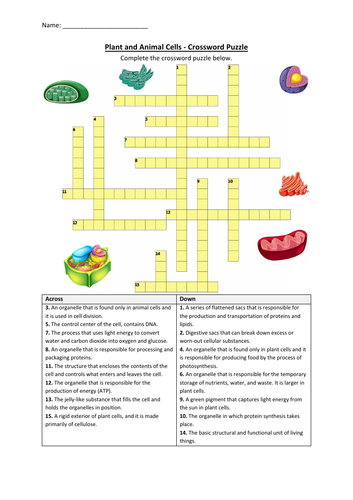 Plant and Animal Cells - Crossword Puzzle Worksheet Activity (Printable ...