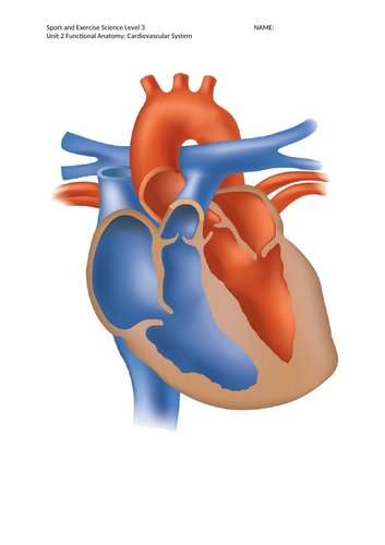 Unit 1 - Anatomy - Cardiovascular system | Teaching Resources