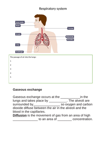 Unit 1 - Anatomy - Respiratory System | Teaching Resources