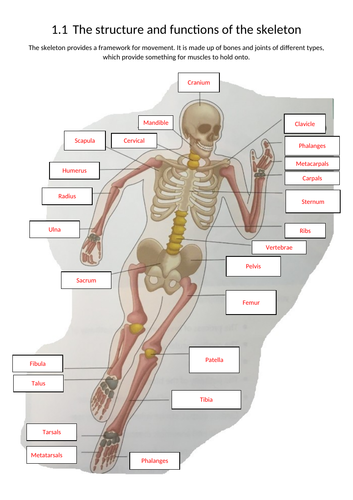 Unit 1- Anatomy - Skeletal System | Teaching Resources