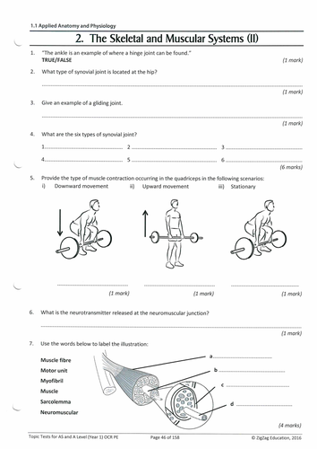 Unit 1- Anatomy - Skeletal System | Teaching Resources