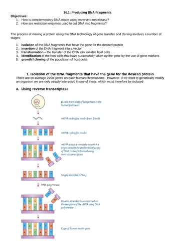 6.3 Manipulating Genomes | Teaching Resources