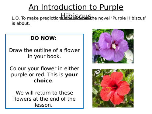 PURPLE HIBISCUS - FULL SOW | Teaching Resources
