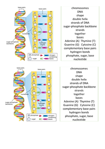 Lesson 4 DNA, chromosomes and genes | Teaching Resources