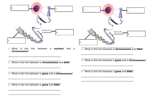 Lesson 4 DNA, chromosomes and genes | Teaching Resources