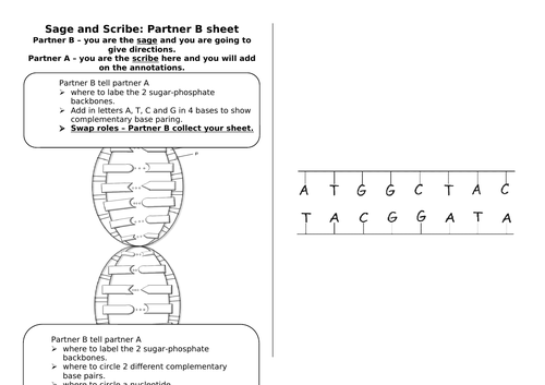 Lesson 4 DNA, chromosomes and genes | Teaching Resources