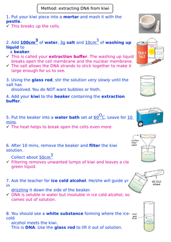 Lesson 5 Extracting DNA from Kiwi | Teaching Resources