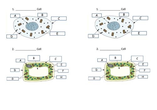 AQA Biology Unit 1 - L1 Cells | Teaching Resources