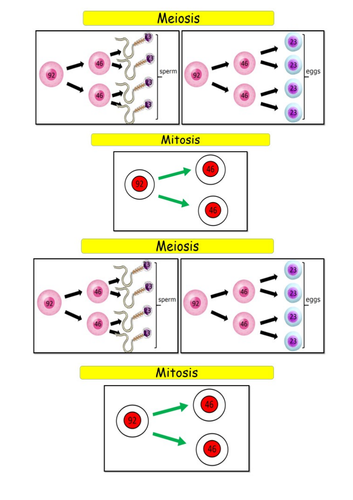 Lesson 9 Meiosis versus mitosis | Teaching Resources