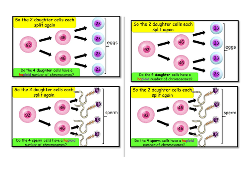 Lesson 9 Meiosis versus mitosis | Teaching Resources