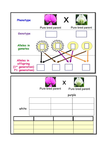 GCSE Lessons 10 and 11 Two lessons covering Mendel and Inheritance ...