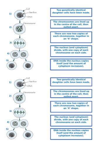 AQA Biology Unit 1 - L5 Cell Division (Mitosis) | Teaching Resources